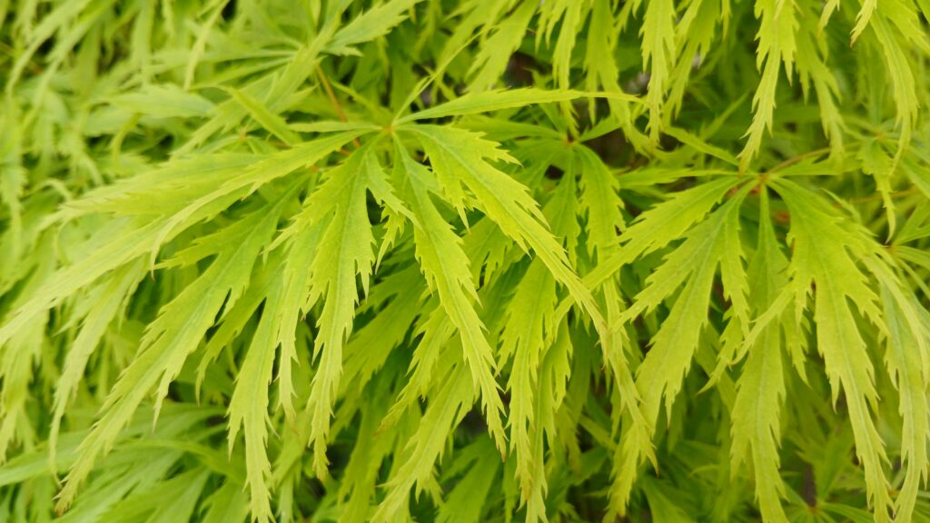 Best Weed Strains 2025: Top Cannabis Picks for MMJ Patients